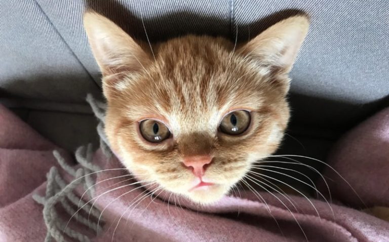 «El gatito que siempre se ve triste»: Este adorable gatito se hizo ...